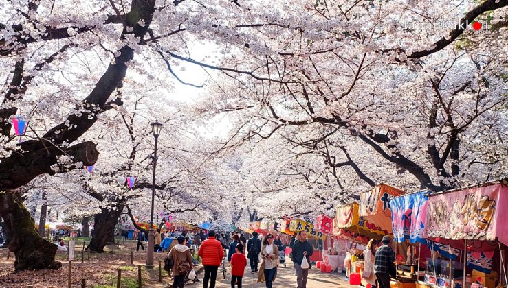 [รีวิว] Omiya Park (สวนโอมิยะ) ชมซากุระในสวนใจกลางจังหวัดไซตามะ