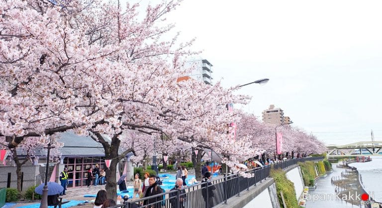 [รีวิว] สวนสุมิดะ (Sumida Park) ชมซากุระริมแม่น้ำในโตเกียว