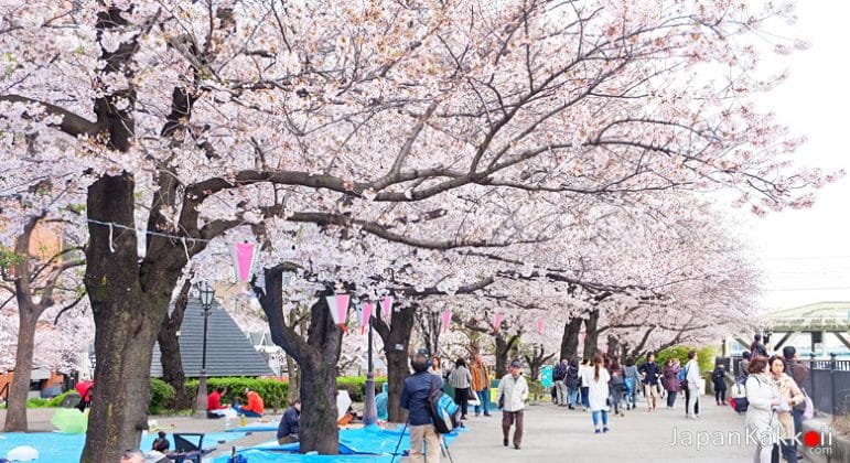 [รีวิว] สวนสุมิดะ (Sumida Park) ชมซากุระริมแม่น้ำในโตเกียว