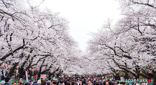 [รีวิว] สวนอุเอโนะ (Ueno Park) ชมอุโมงค์ซากุระที่สวนใจกลางโตเกียว