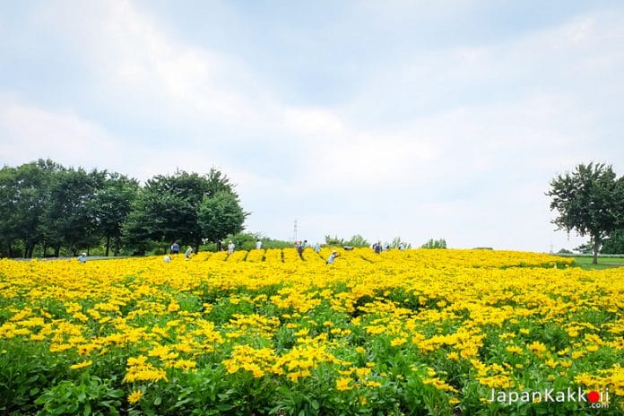 [รีวิว] Tottori Hanakairo Flower Park สวนดอกไม้ในจังหวัดทตโตริ