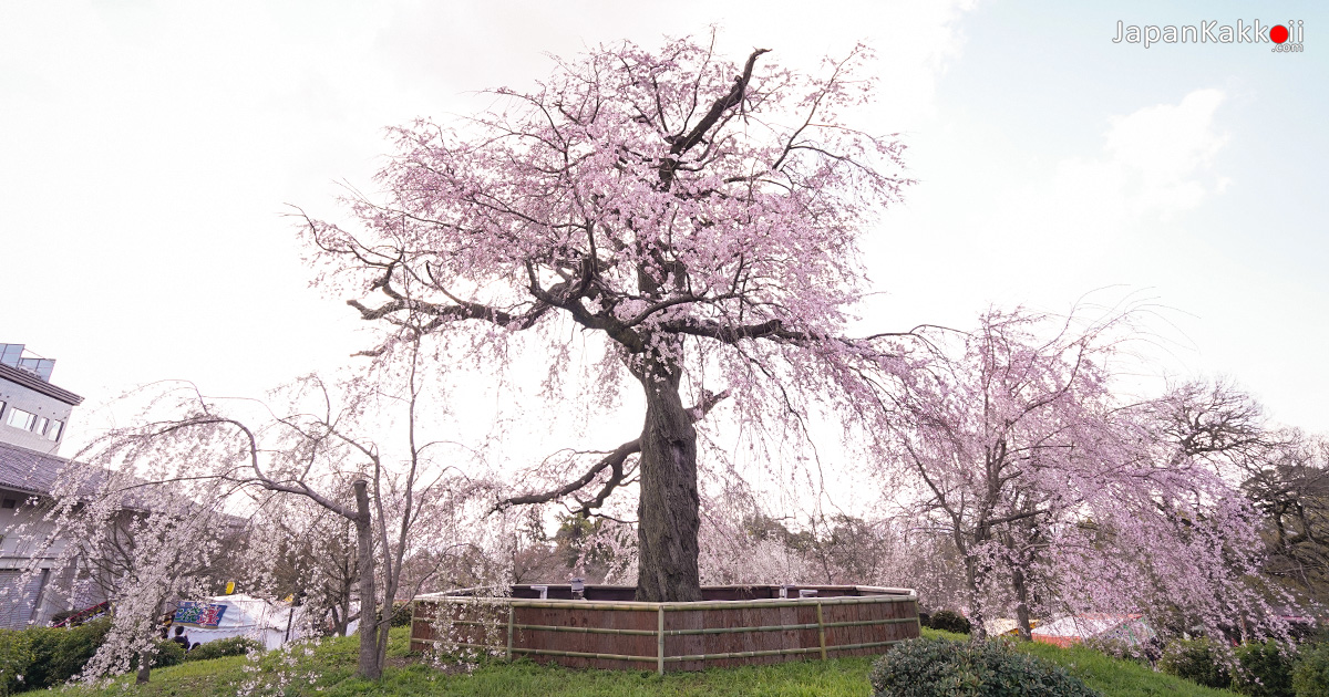 [รีวิว] สวนสาธารณะมารุยามะ (Maruyama Park) ชมซากุระที่เกียวโต